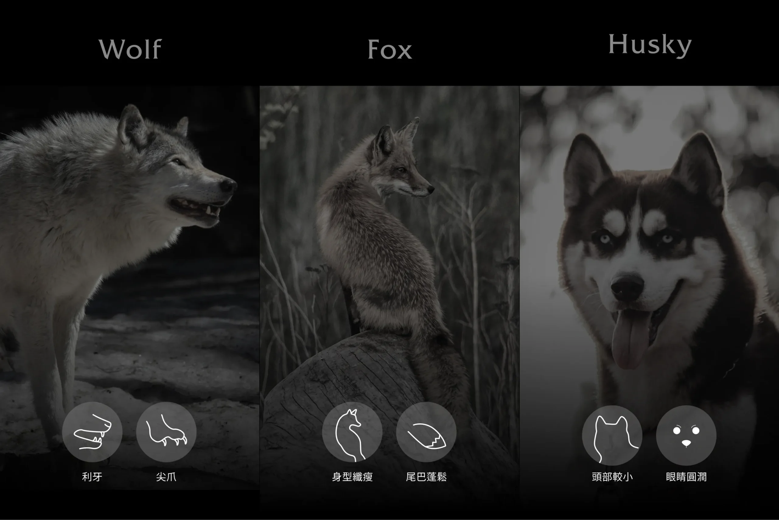 WOLFLOW 的重生計畫 - 命名巧思與識別設計｜UNME DESIGN